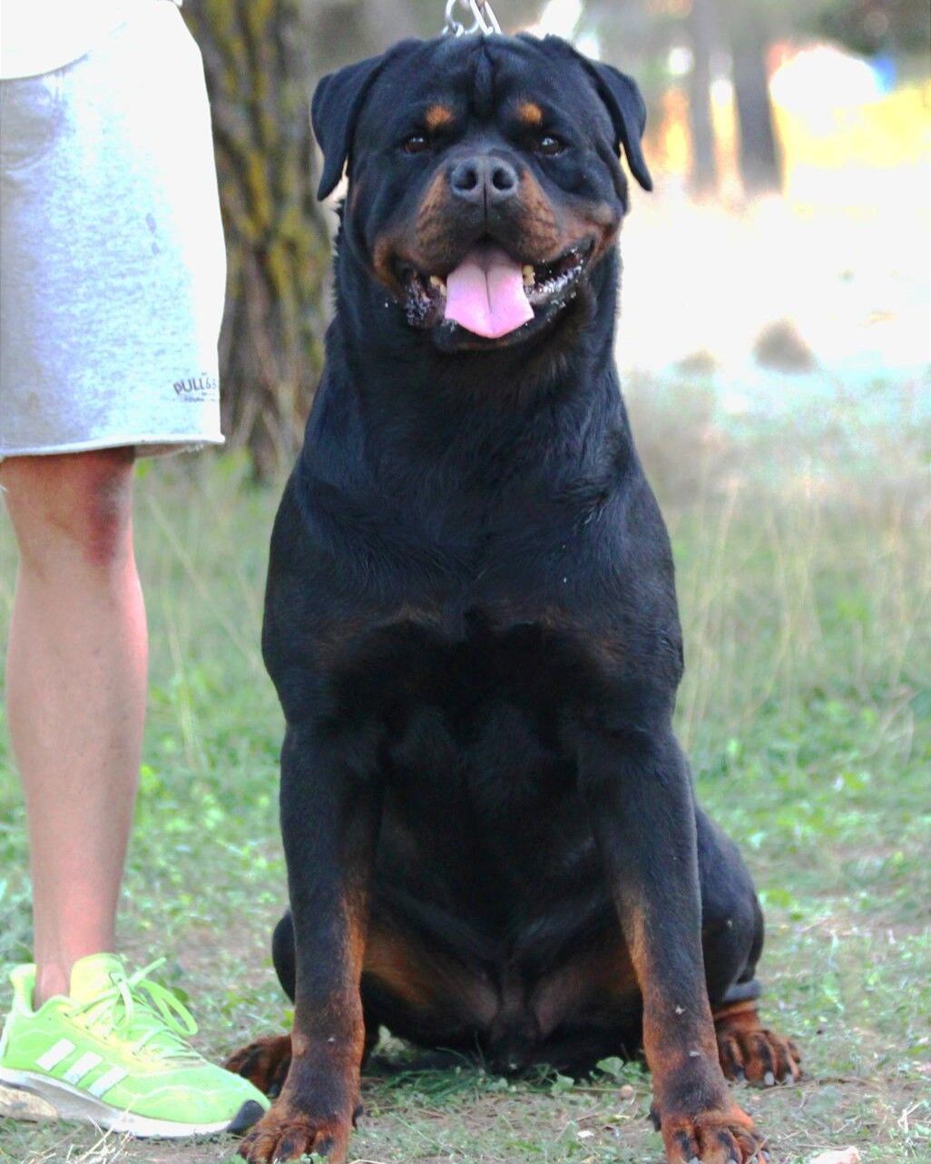 Machos - Rottweiler D´Gonzalez
